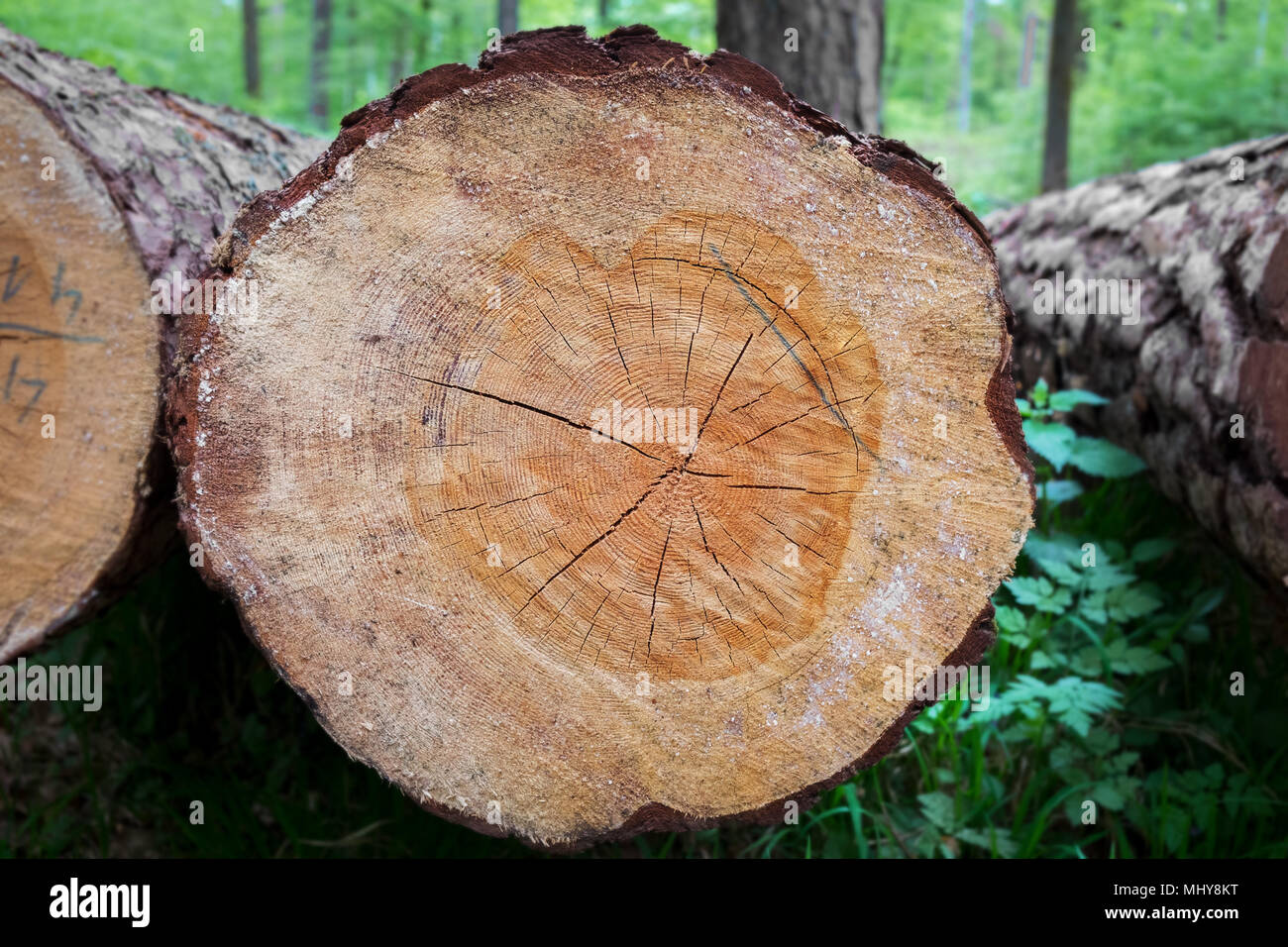 Cut forest hi-res stock photography and images - Alamy