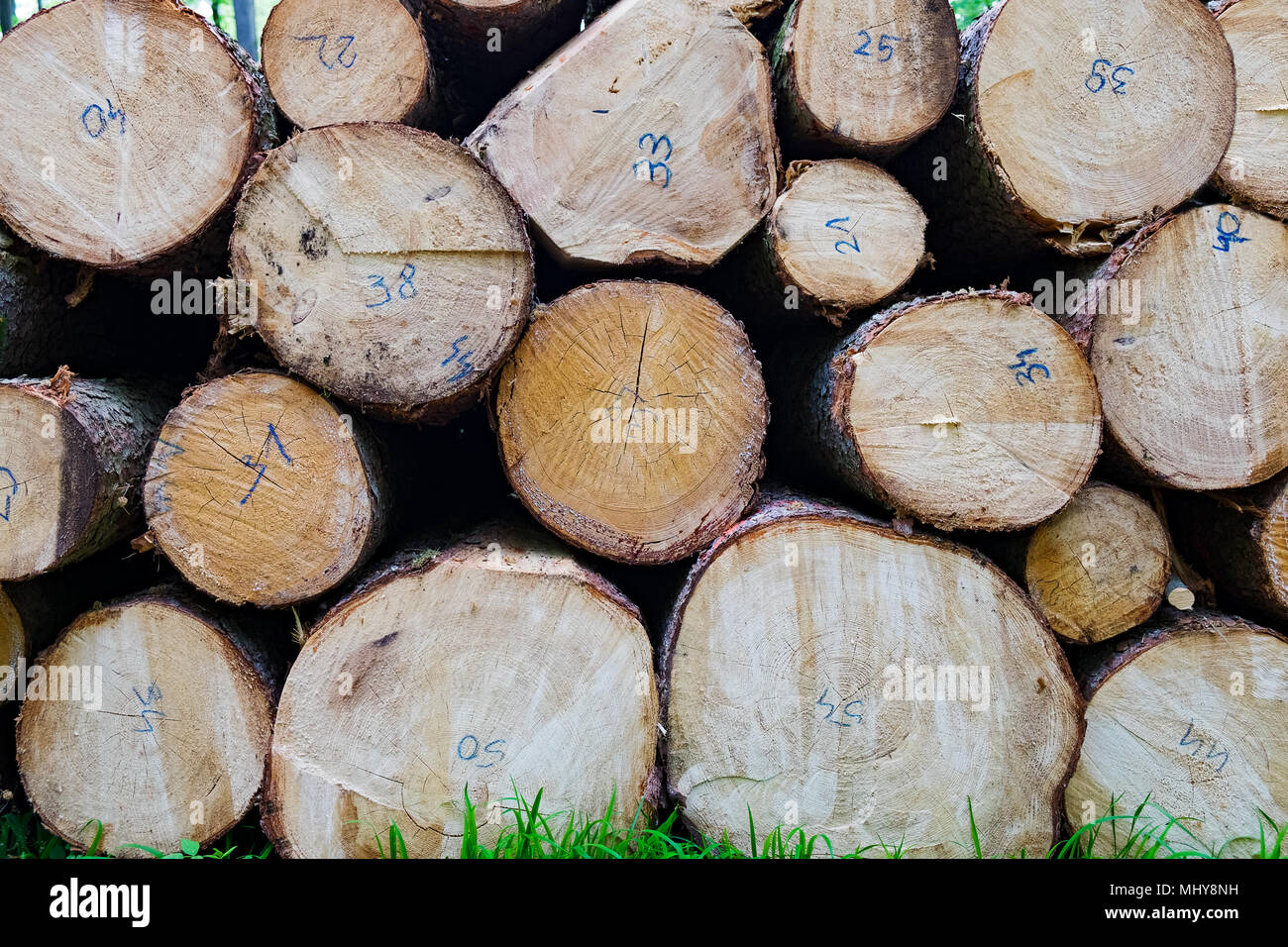 Tree trunks cut Stock Photo - Alamy