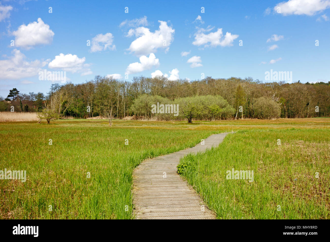 A view of Southrepps Common Nature Reserve with boardwalk in spring in ...