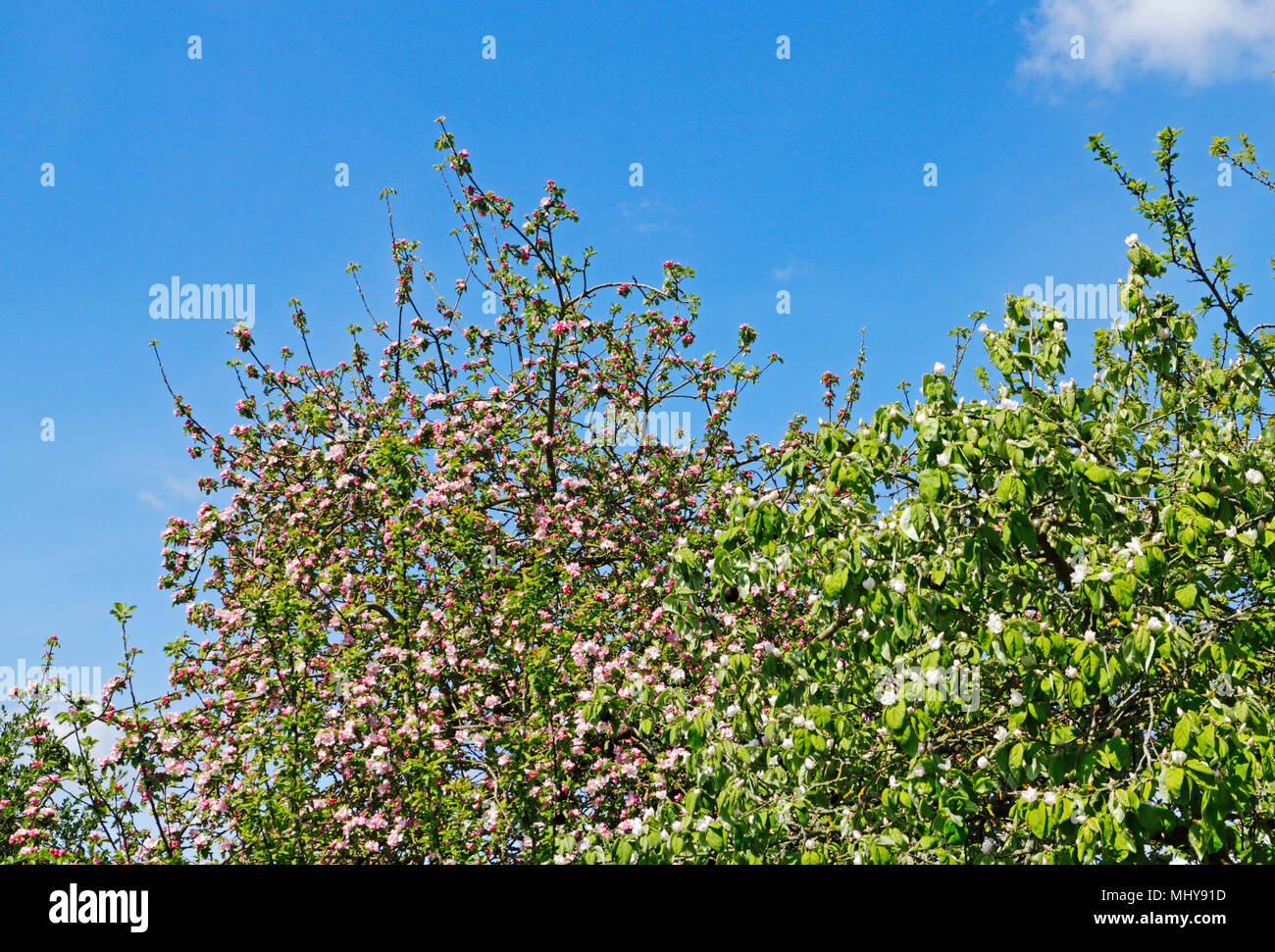 An apple tree and quince tree in blossom in spring in an urban garden ...
