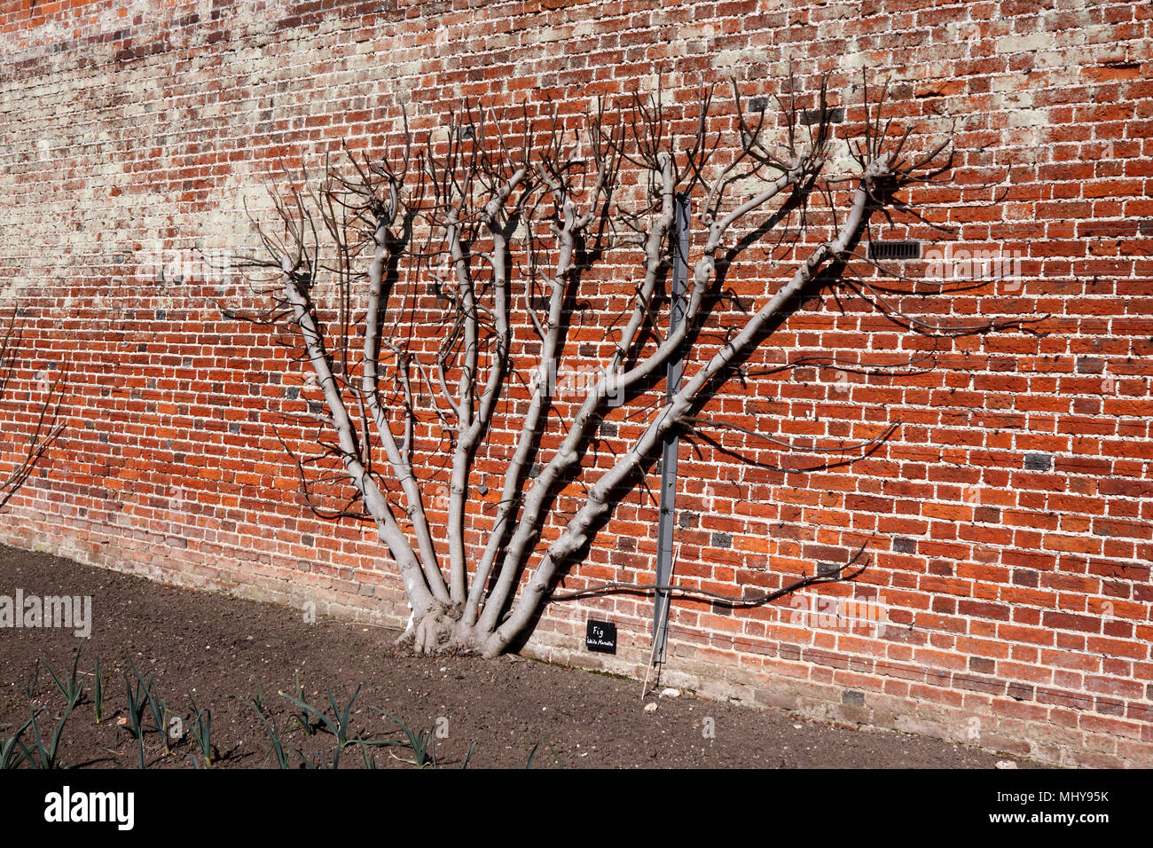 Fan trained tree hi-res stock photography and images - Alamy