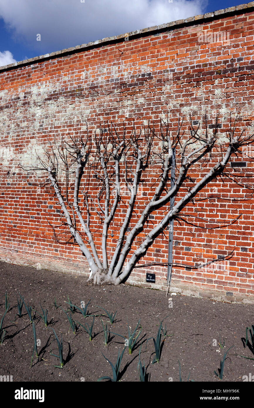 Fan trained fig tree hi-res stock photography and images - Alamy
