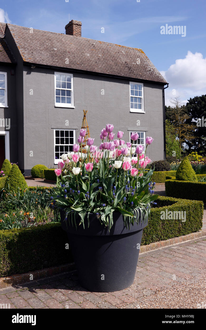 English gardens tulip hi-res stock photography and images - Alamy