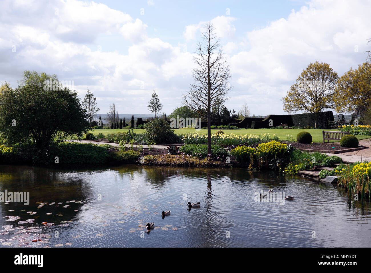 Colourful garden pond hi-res stock photography and images - Alamy