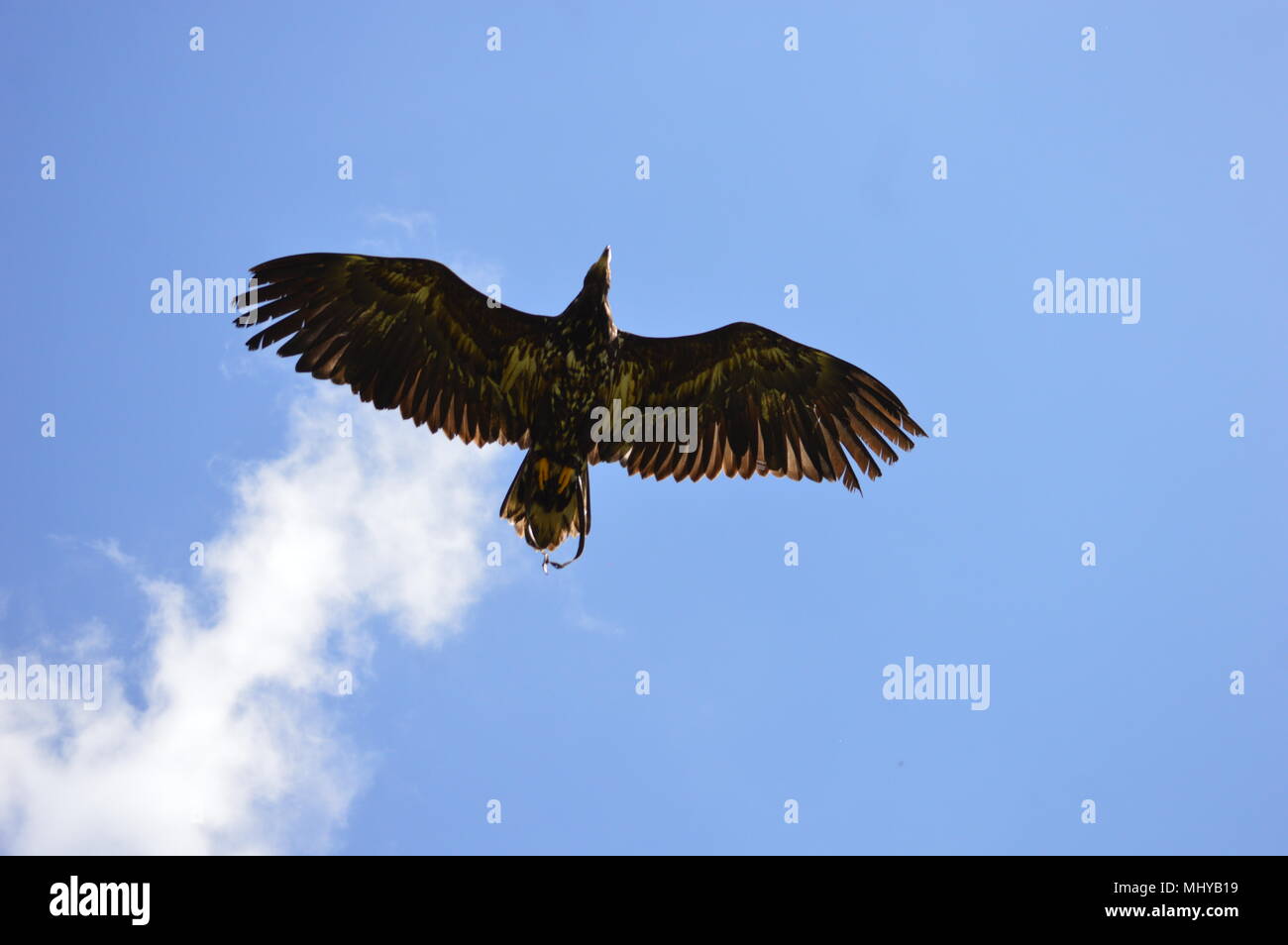 eagle flying show Stock Photo - Alamy
