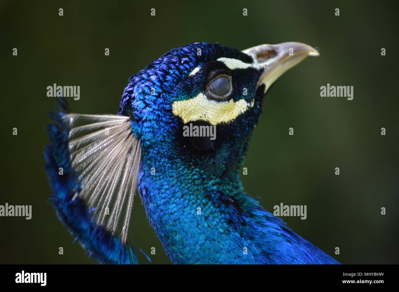 peacocks and ducks Stock Photo - Alamy
