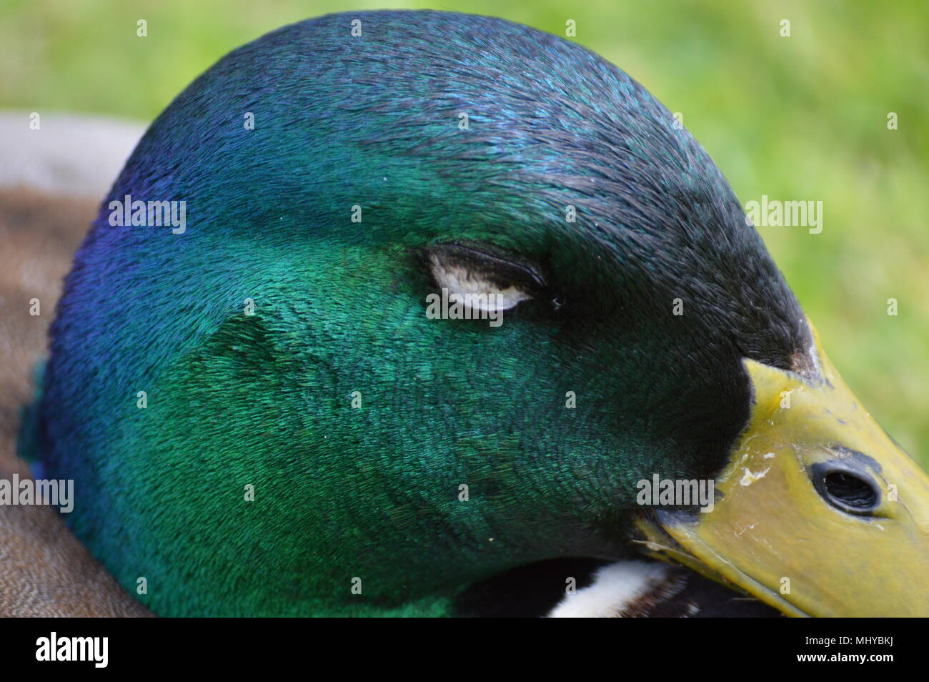 peacocks and ducks Stock Photo - Alamy