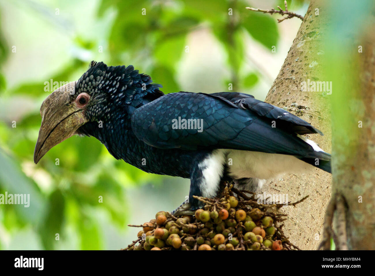 Ethiopia People Eating Food High Resolution Stock Photography and ...