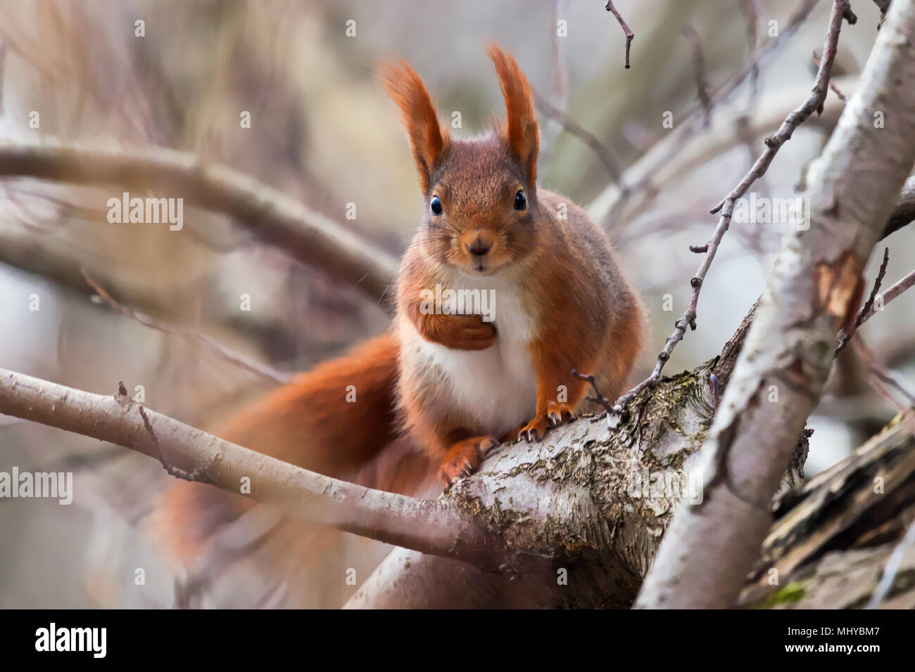 Eyes of squirrel hi-res stock photography and images - Alamy
