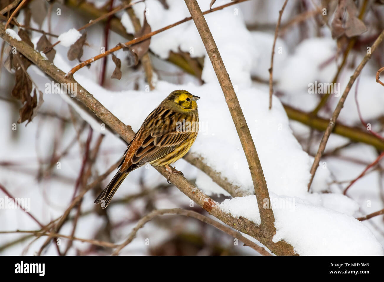 Emberiza emberiza winter hi-res stock photography and images - Alamy
