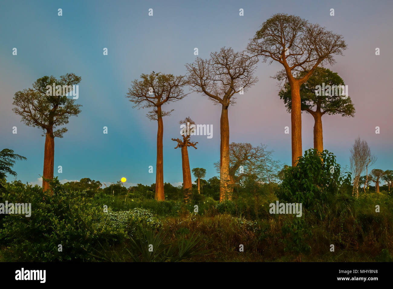 Baobab trees, Madagascar Stock Photo - Alamy