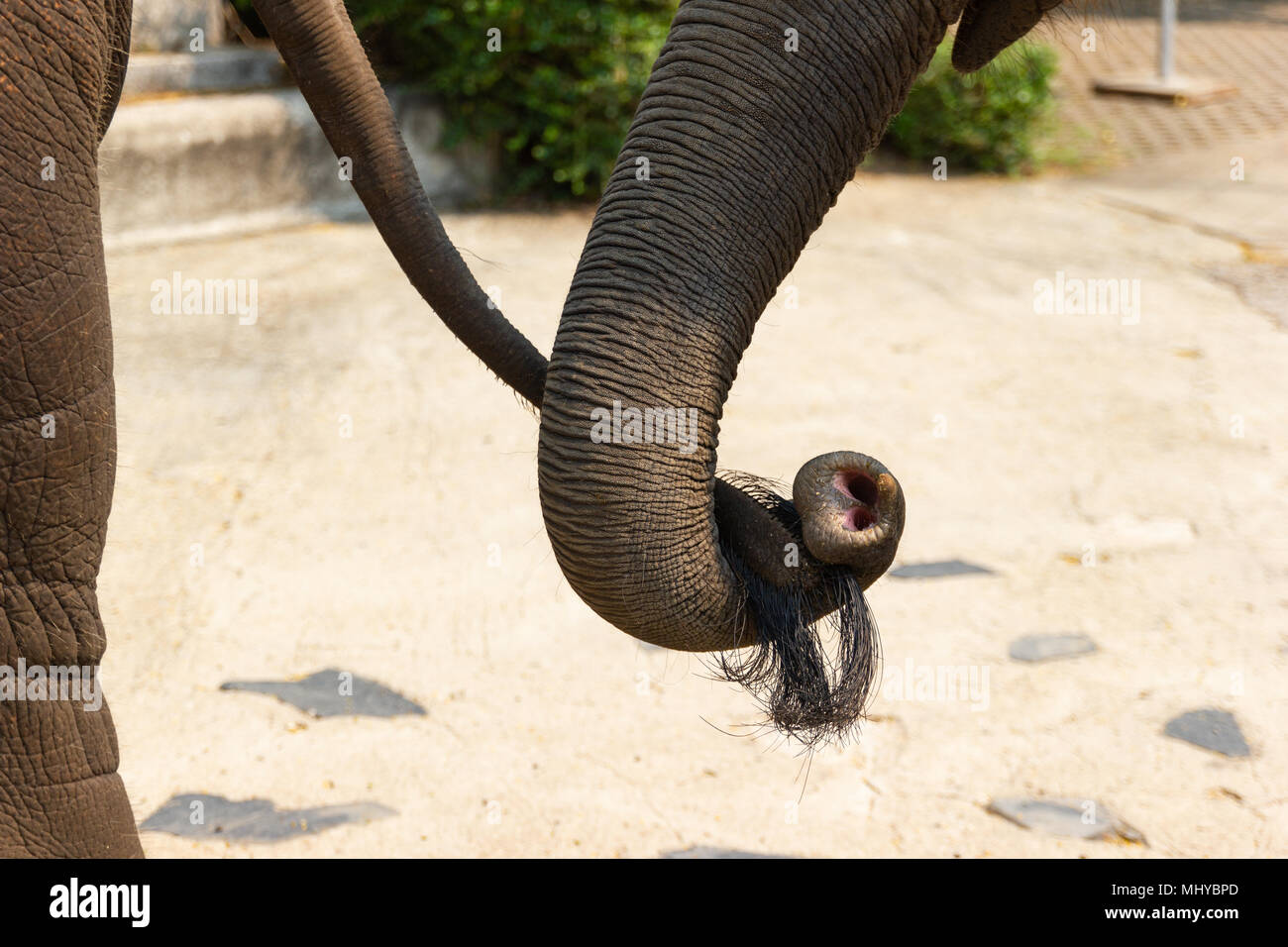 Closeup - the elephant training trunk touch the tail - selective focus ...