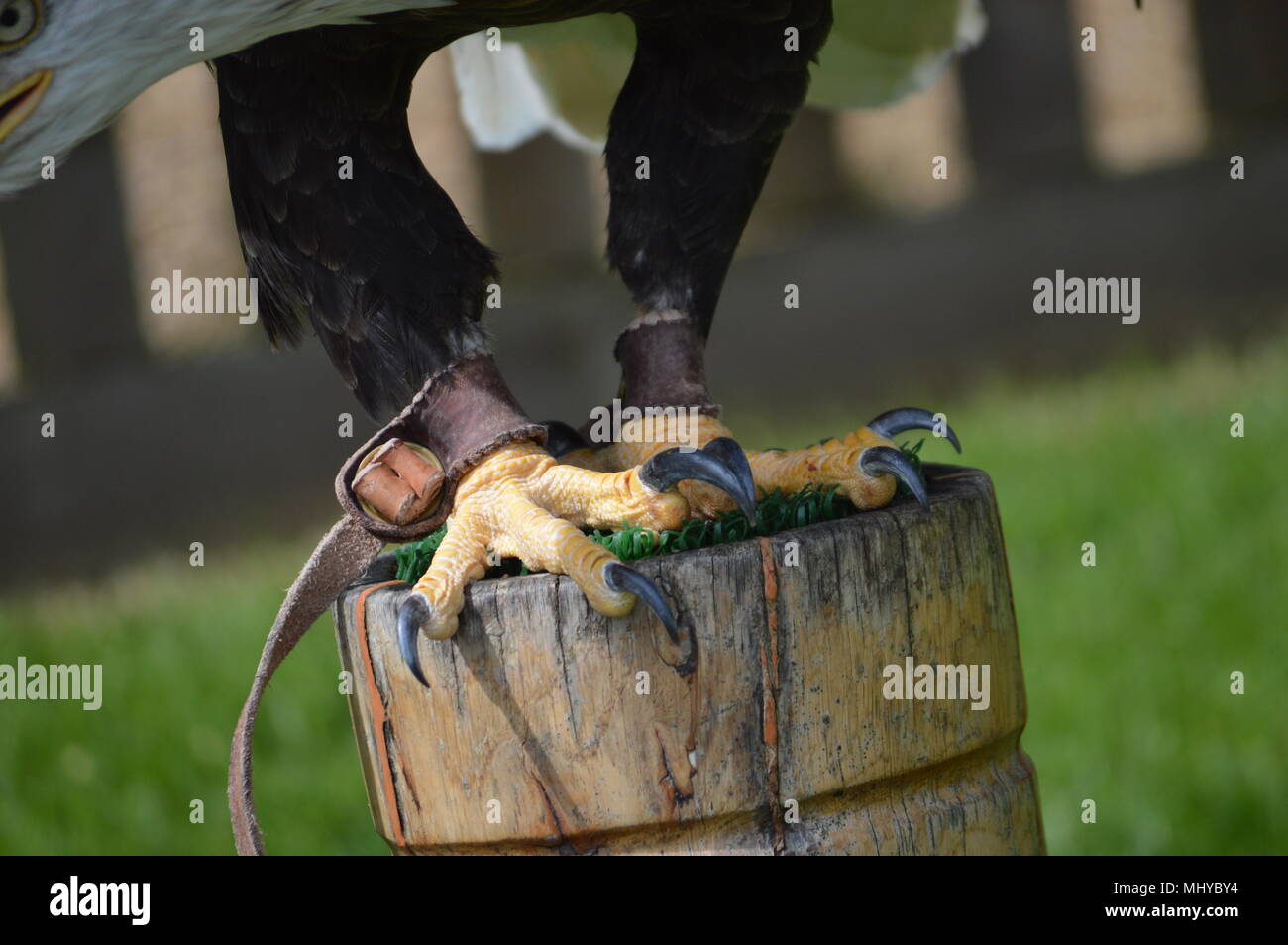 eagle flying show Stock Photo - Alamy