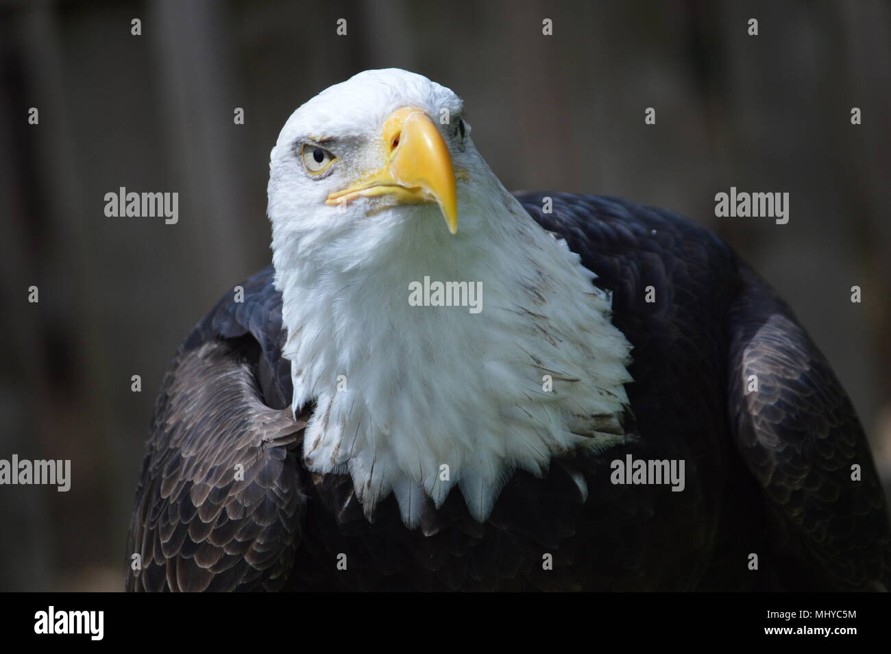 eagle flying show Stock Photo - Alamy