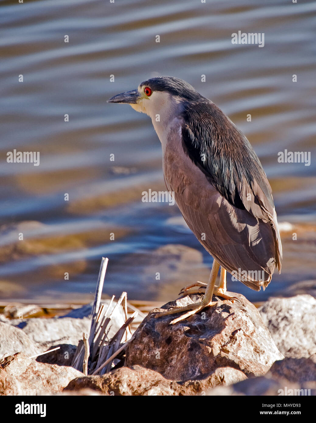Short legs and tail hi-res stock photography and images - Alamy