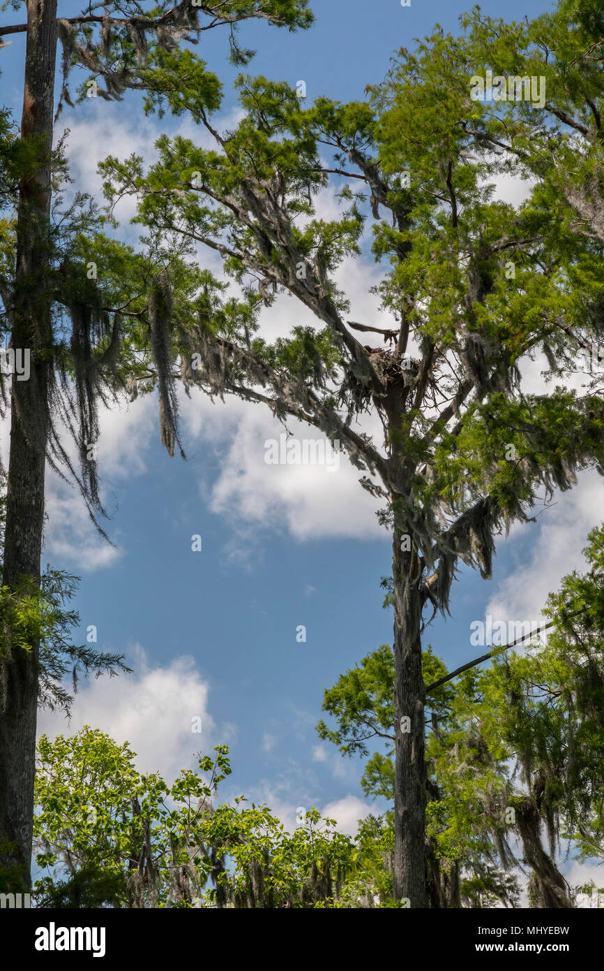 Swamp new orleans hi-res stock photography and images - Alamy