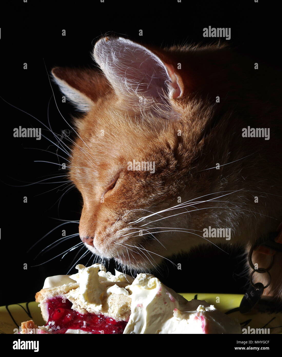 Ginger cat licking cream Stock Photo - Alamy