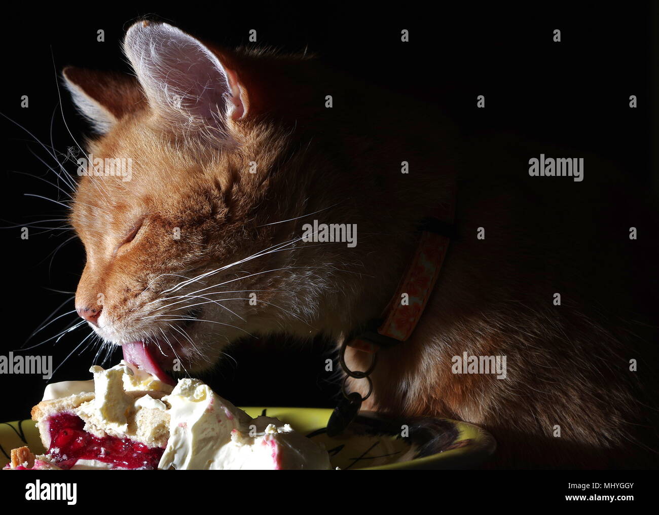 Ginger cat licking cream Stock Photo - Alamy