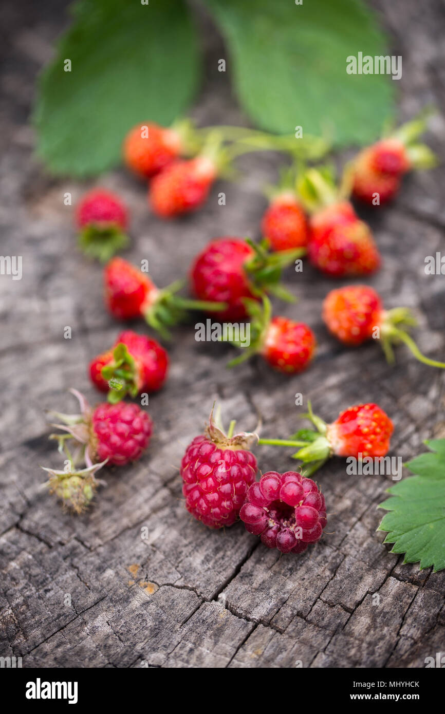 Garden small strawberry Stock Photo - Alamy