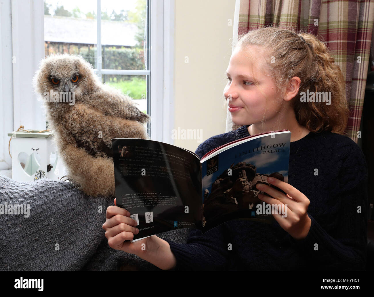 Benedict, the European eagle owl chick from Blair Drummond Safari Park ...