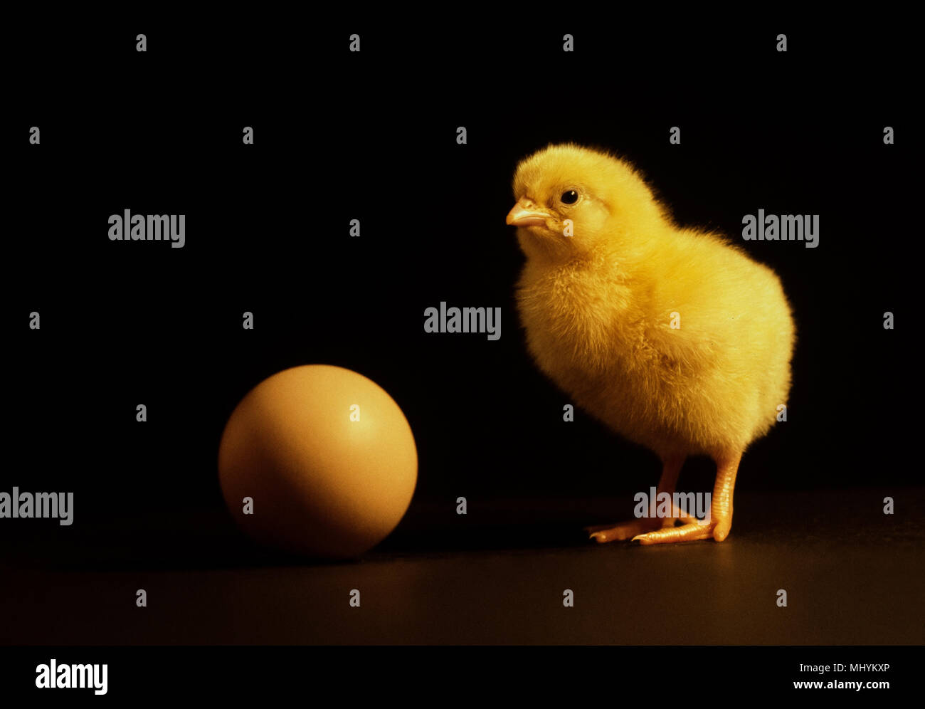 Chick and Egg. Newly hatched chick and an egg Stock Photo - Alamy