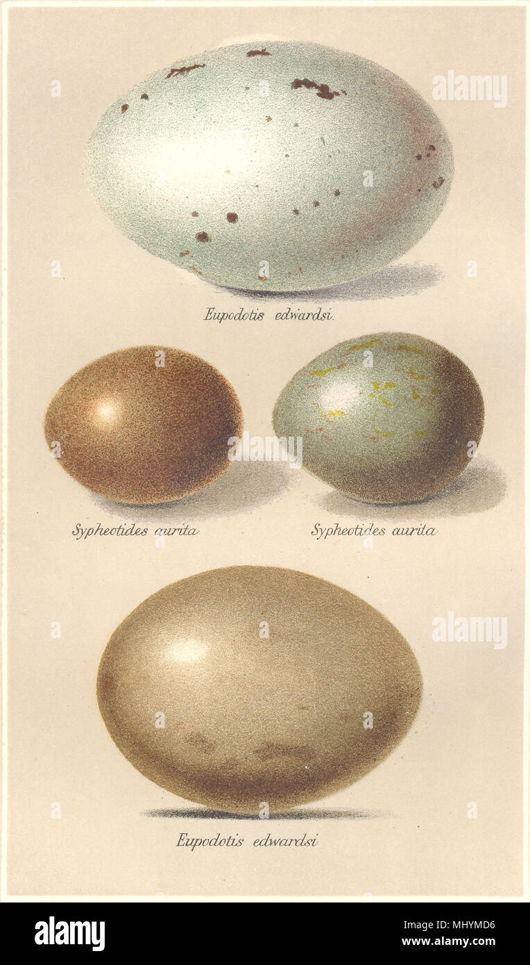INDIAN BIRD EGGS.Great Bustard Likh (Eupodotis Edwardsi,Sypheotides ...