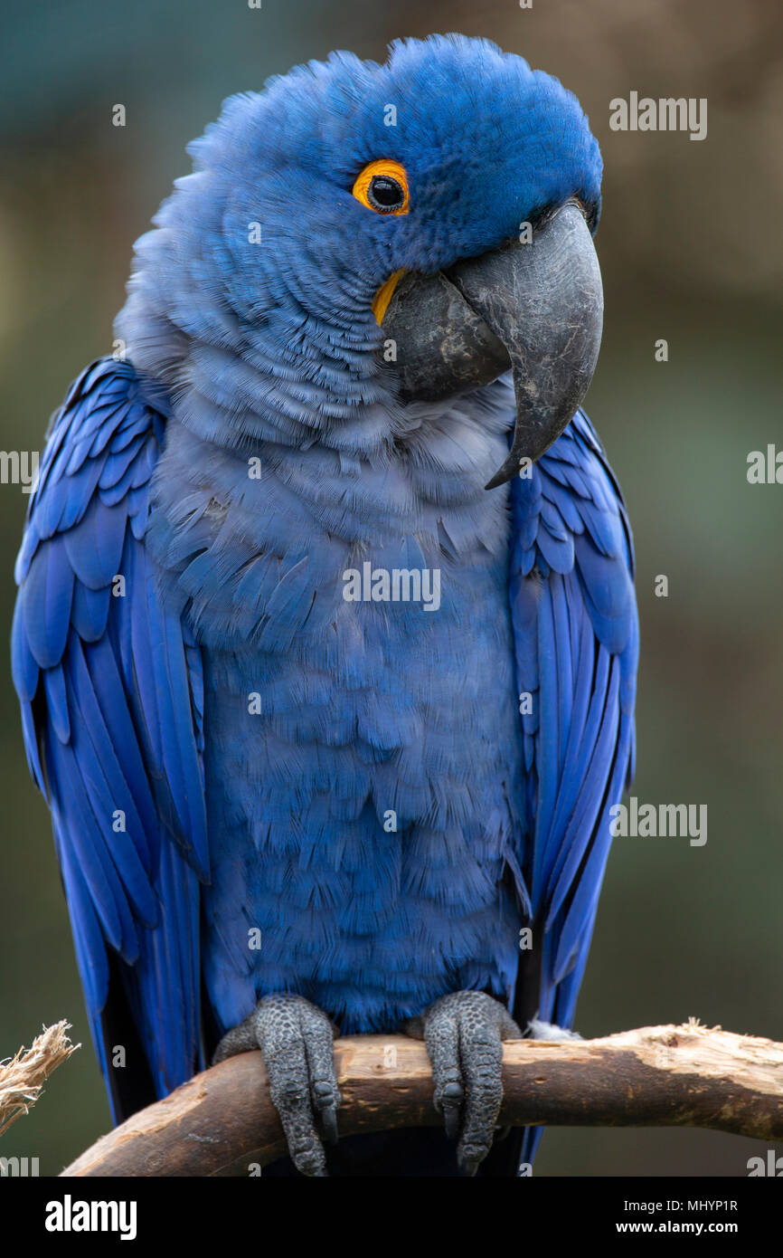 Lears blue macaw hi-res stock photography and images - Alamy