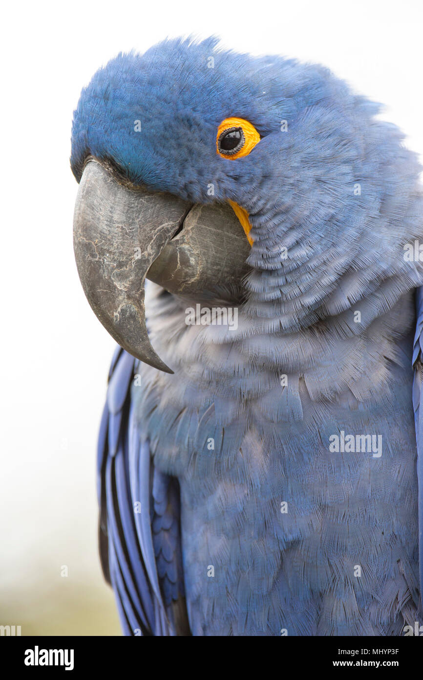 Lears Macaw (Anodorhynchus leari Stock Photo - Alamy