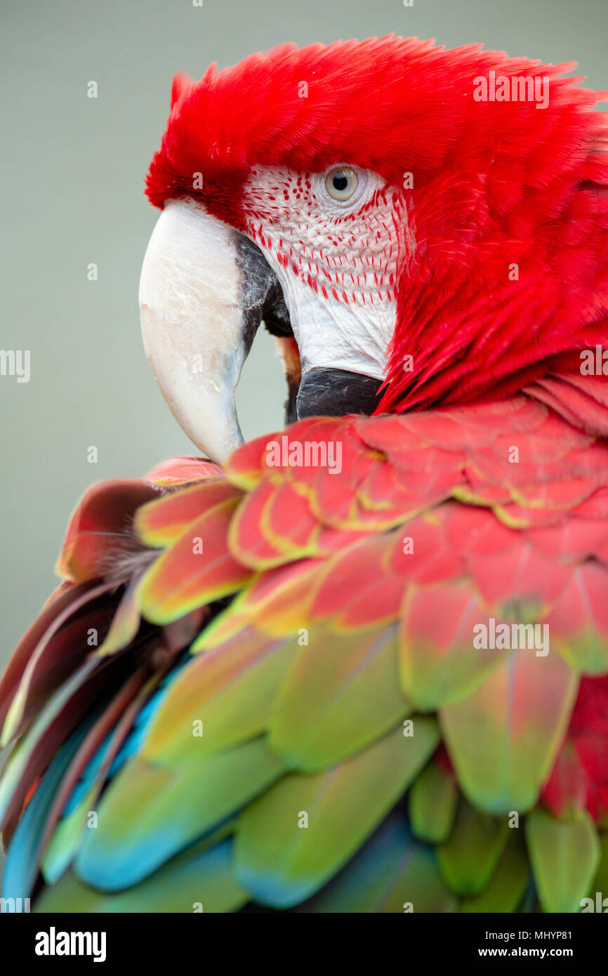 Red Macaw isolated from background Stock Photo - Alamy
