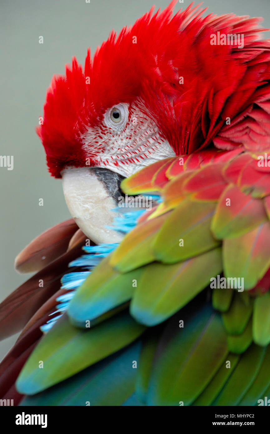 Red Macaw isolated from background Stock Photo - Alamy