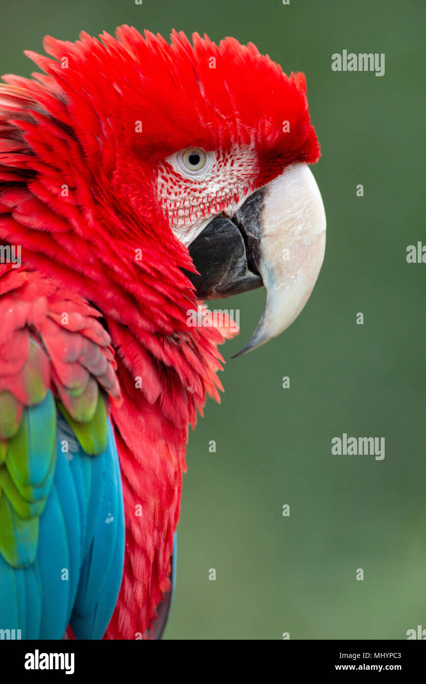 Red Macaw isolated from background Stock Photo - Alamy