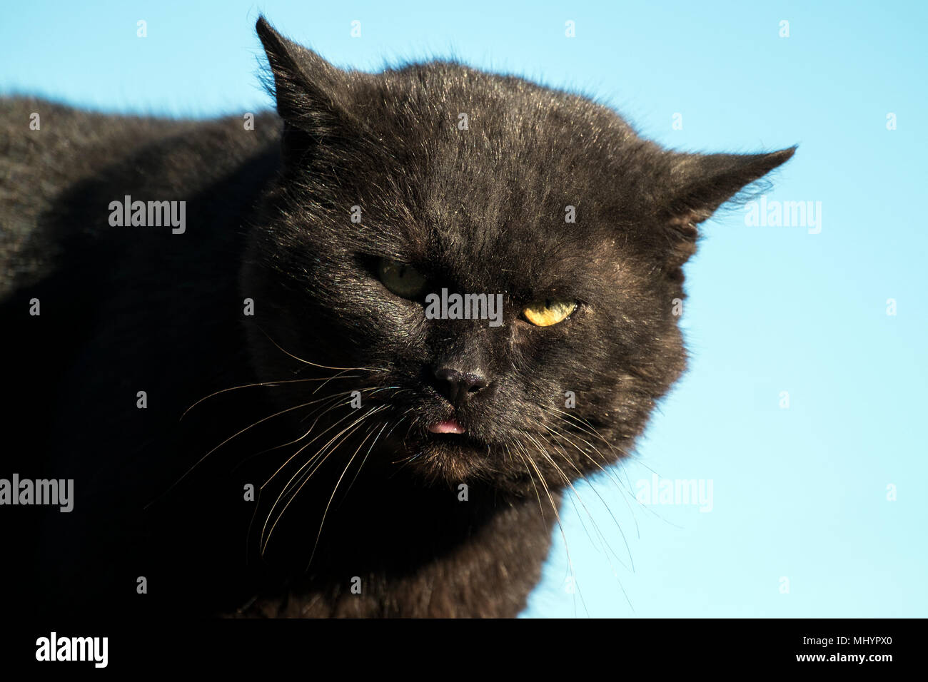 Very diabolical robber hi-res stock photography and images - Alamy