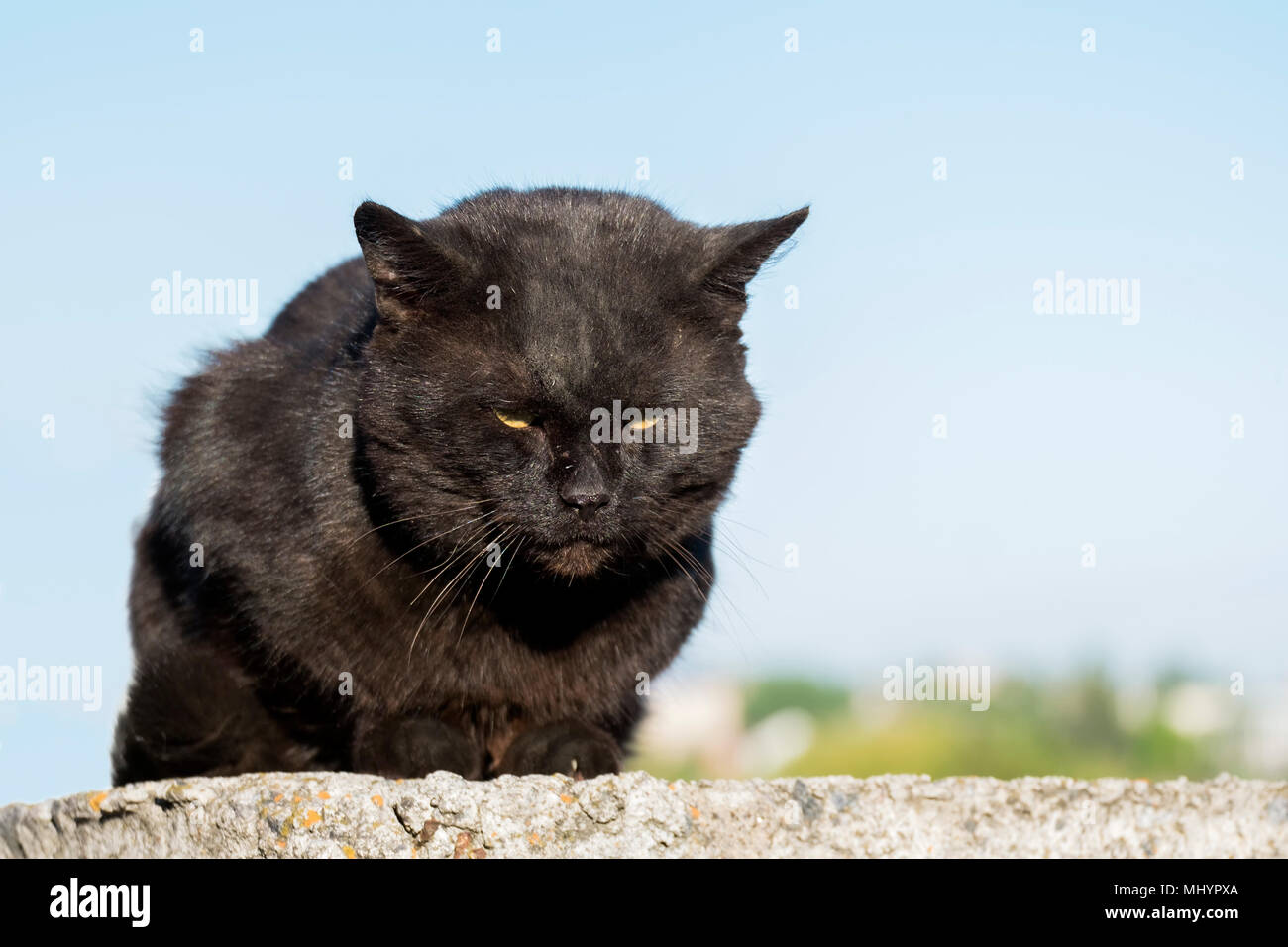 Hell cats hi-res stock photography and images - Alamy