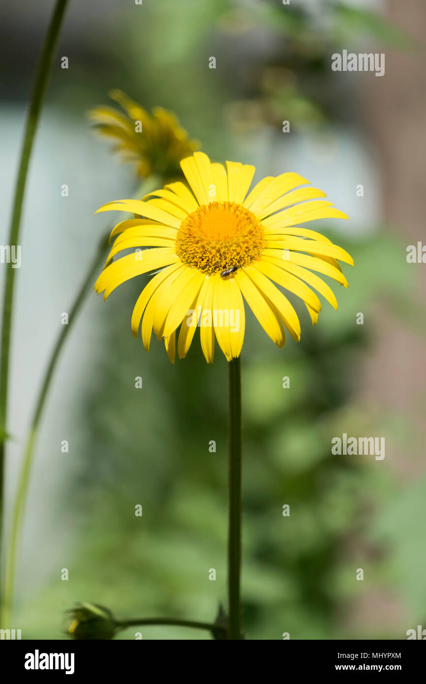 Giant leopards bane hi-res stock photography and images - Alamy