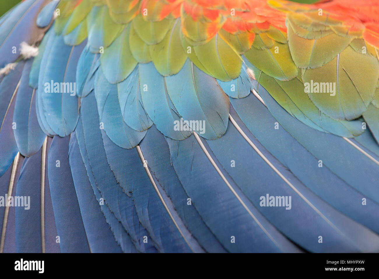 Colorful Macaw Plumage Stock Photo - Alamy