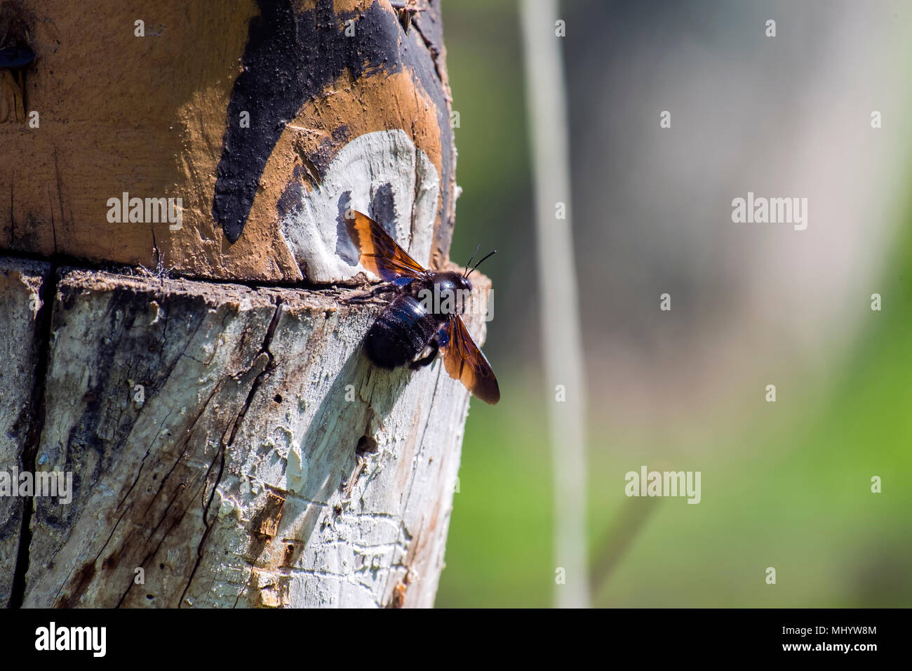 Violet carpenter bee sits on a wooden log (Xylocopa violacea Stock ...