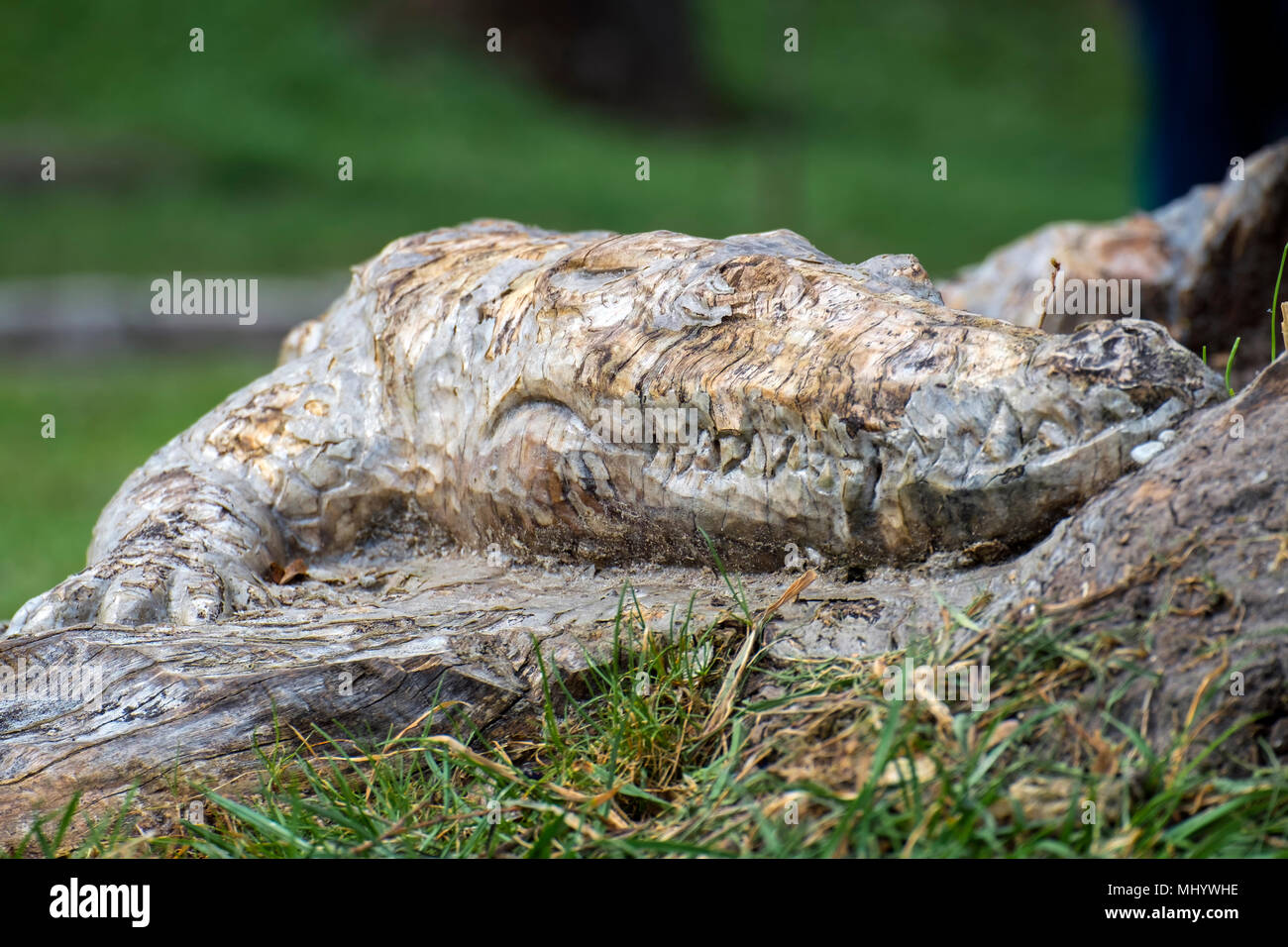 Wooden crocodile carved from an old stump Stock Photo - Alamy