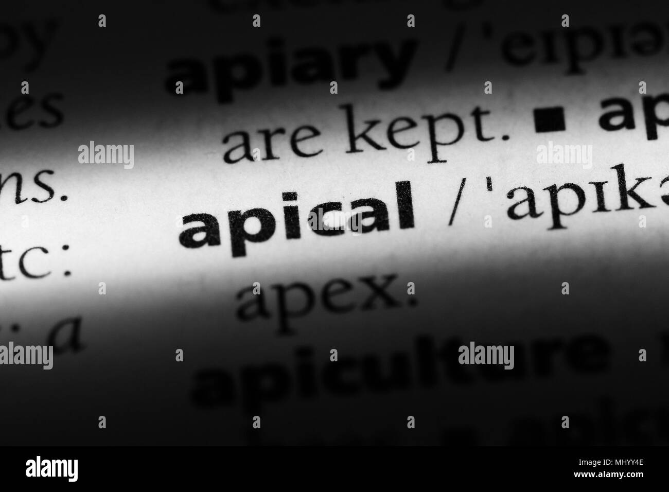 apical word in a dictionary. apical concept Stock Photo - Alamy