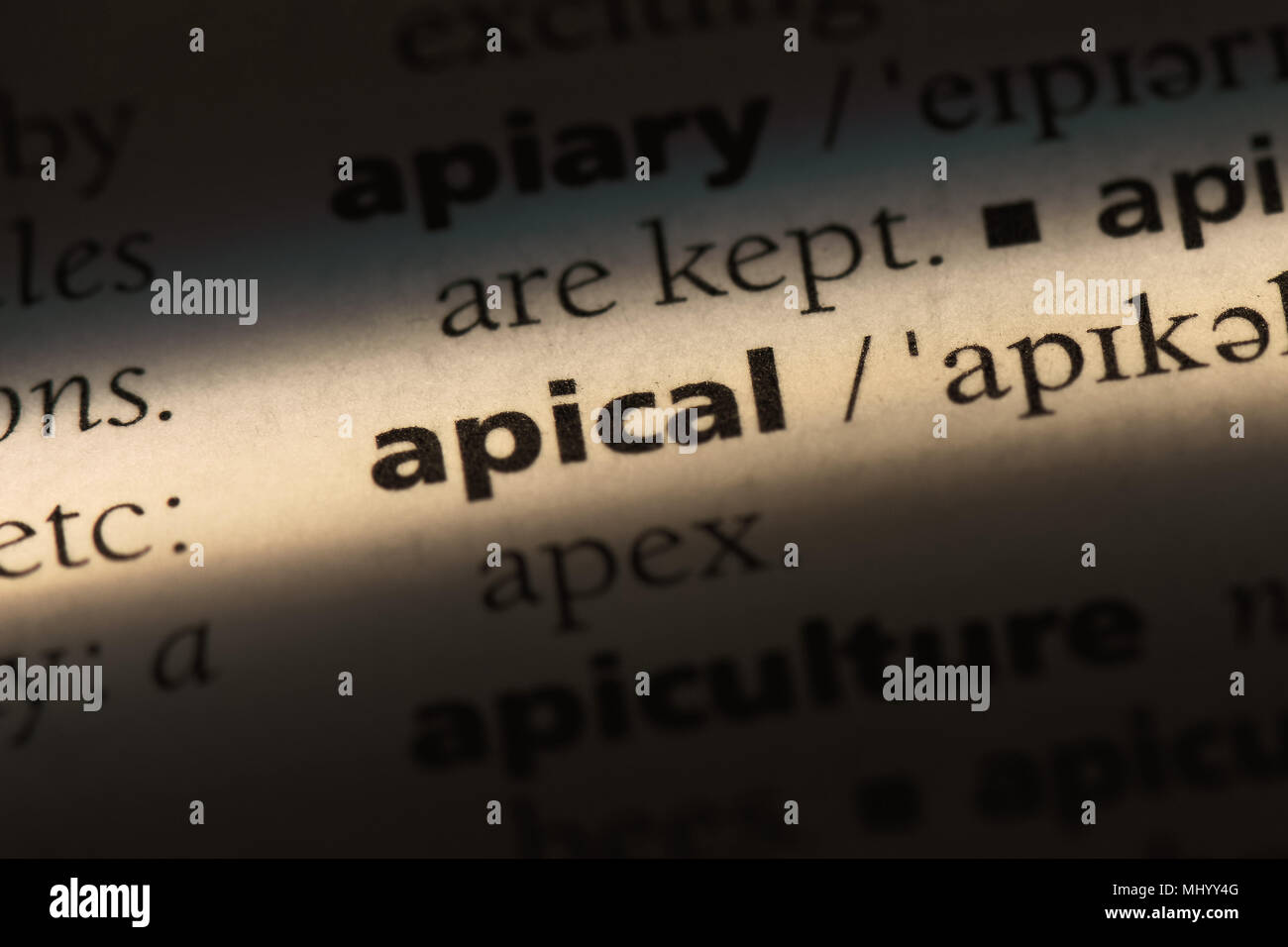 apical word in a dictionary. apical concept Stock Photo - Alamy