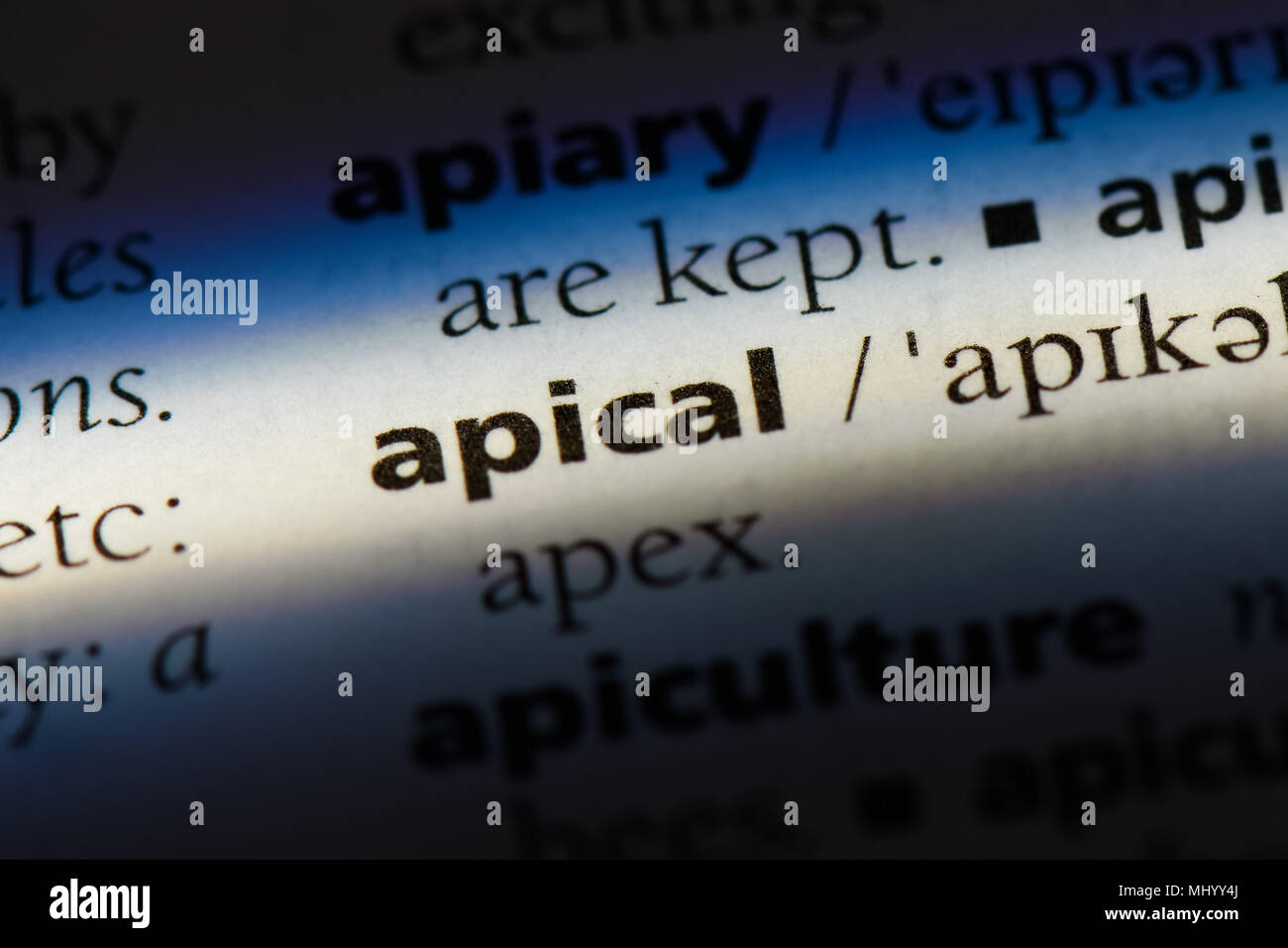 apical word in a dictionary. apical concept Stock Photo - Alamy