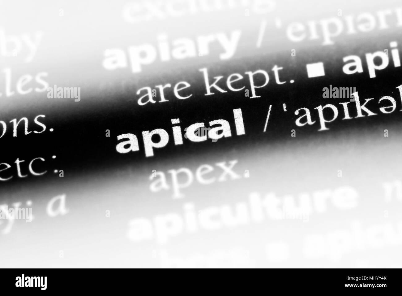 apical word in a dictionary. apical concept Stock Photo - Alamy