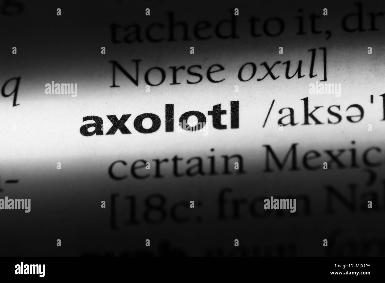 axolotl word in a dictionary. axolotl concept Stock Photo - Alamy