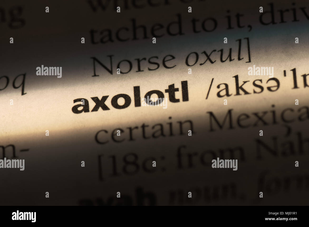 axolotl word in a dictionary. axolotl concept Stock Photo - Alamy