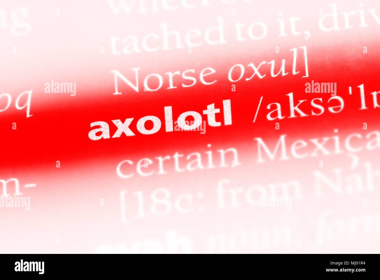 axolotl word in a dictionary. axolotl concept Stock Photo - Alamy