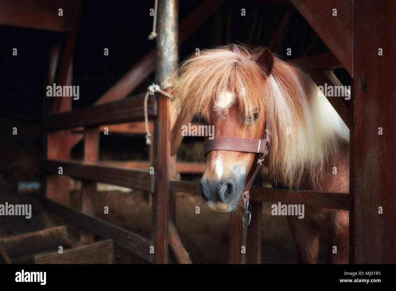Portrait of a beautiful and cute pony in a stable behind the wooden ...