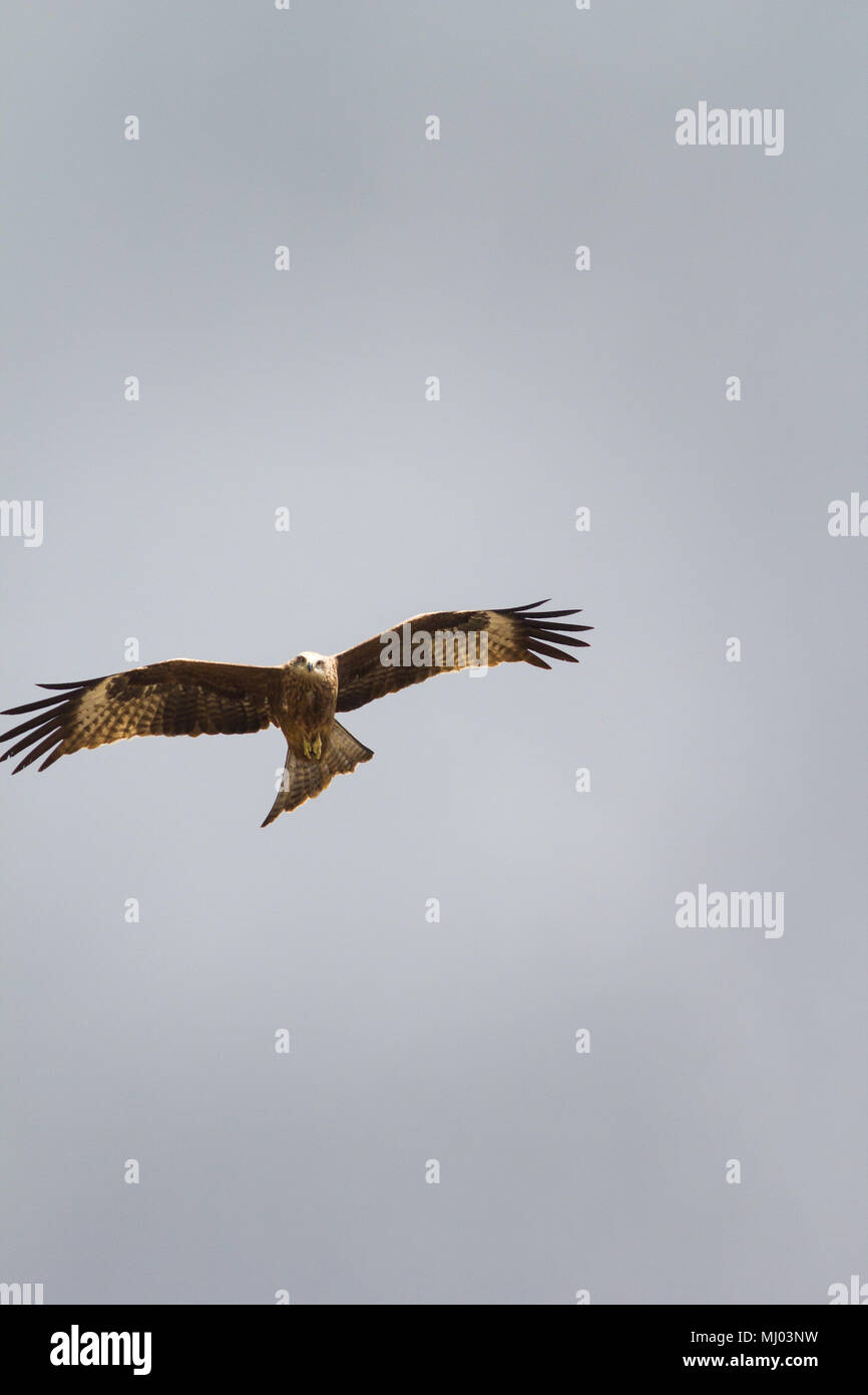 Osprey flying feet hi-res stock photography and images - Alamy
