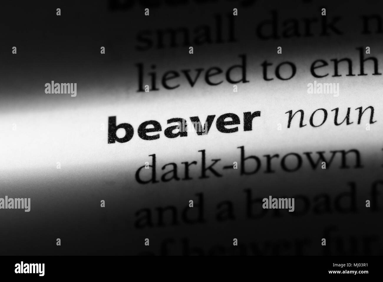 beaver word in a dictionary. beaver concept Stock Photo - Alamy