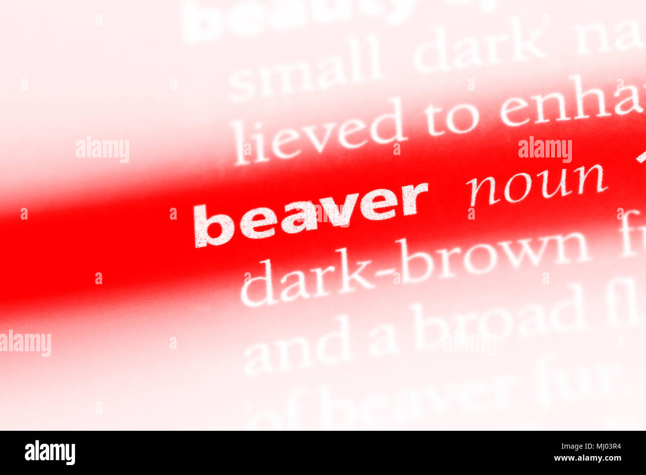 beaver word in a dictionary. beaver concept Stock Photo - Alamy