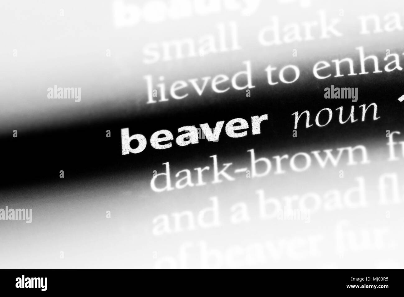 Beaver Black and White Stock Photos & Images - Alamy