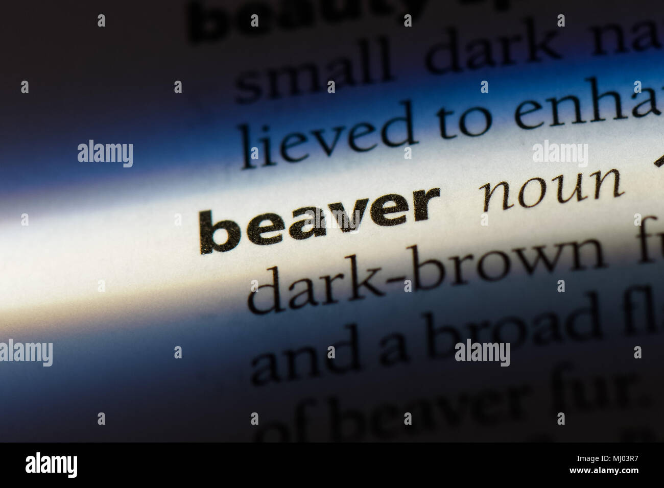 beaver word in a dictionary. beaver concept Stock Photo - Alamy